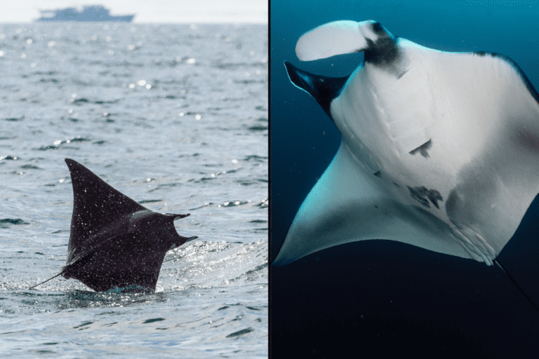 The Ultimate Guide to Mexico's Mobula Rays - Dive Into Mexico