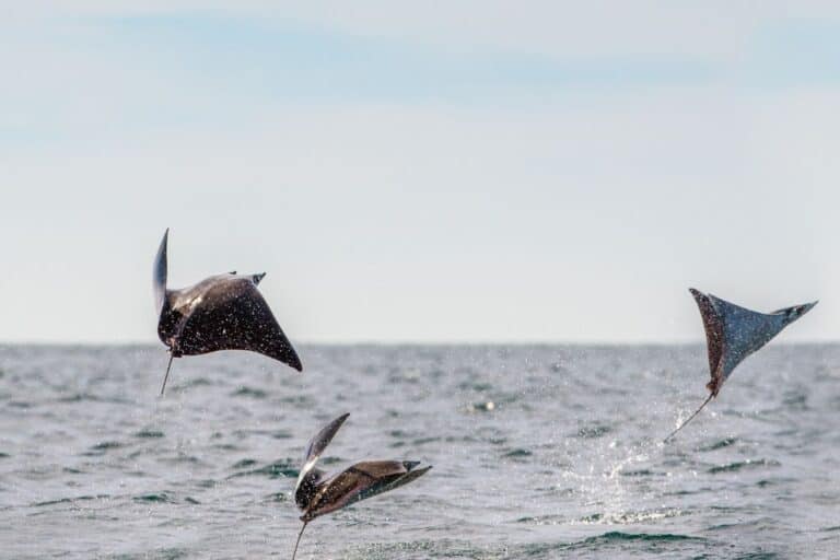 The Ultimate Guide to Mexico's Mobula Rays - Dive Into Mexico